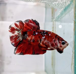 The 16 Best Aquariums in Mumbai | BestMumbai